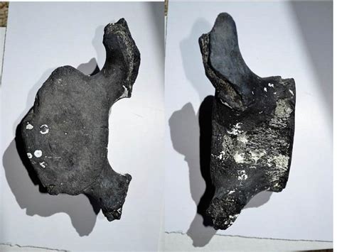 Unknown Vertebrae Fossil Id The Fossil Forum