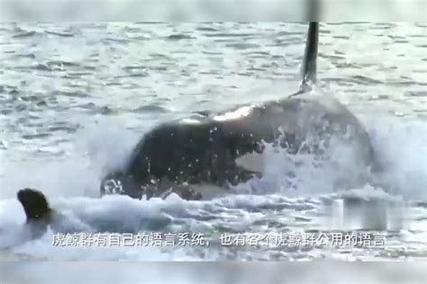 虎鲸群猎捕灰鲸，看大海王者的史诗对决灰鲸大海王者