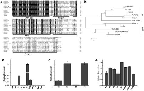 Sequence Phylogenic And Expression Analysis Of Slagl6 Gene A Multiple