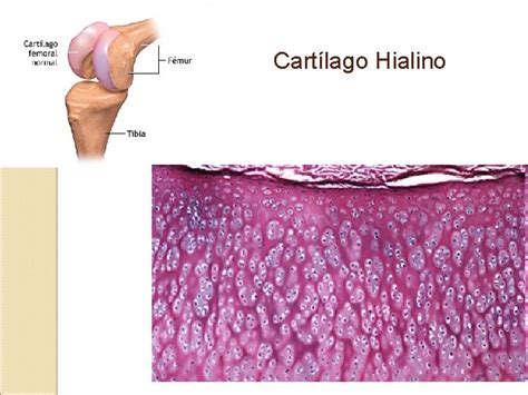 Histologia Del Sistema Osteoarticular Esqueleto Se Define Al