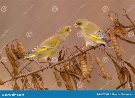 European Greenfinch Carduelis Chloris Male Stock Image Image Of