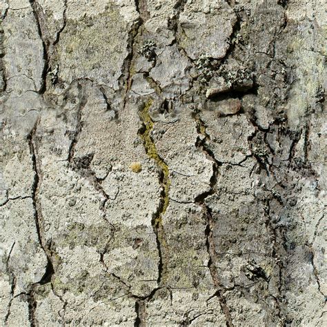 Premium Photo Tree Barks Abstract Texture Pack