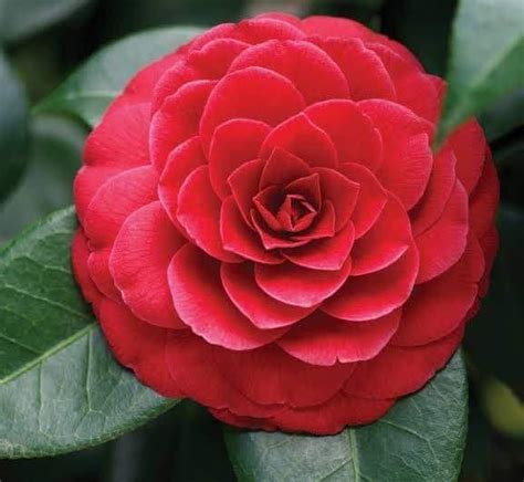 ইব্রাহিম মিয়া ভাই