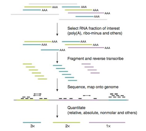 rna seq analysis ngs analysis