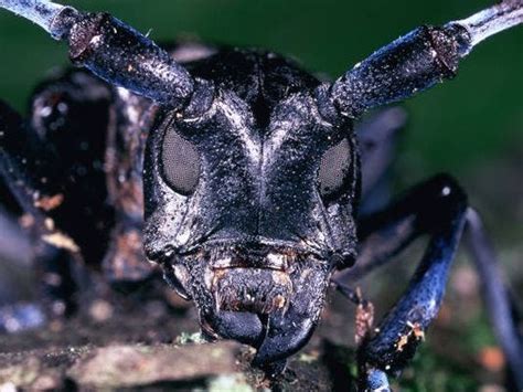 Invasive Beetle Threatens Thousands Of Indiana Trees