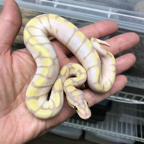 Super Banana Enchi Spider Ball Python By Markus Jayne Ball Pythons R