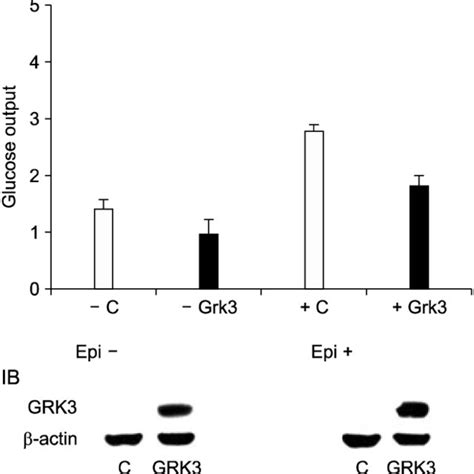 Grk3 Overexpression Decreases The Glucose Output In Young Rat Primary