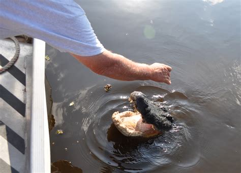 Alligator Action Airboat Adventures Swamp Tours New Orleans