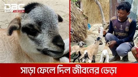 একসঙ্গে ৫ বাচ্চা জন্ম দিল একটি ভেড়া Dbc News Special Youtube
