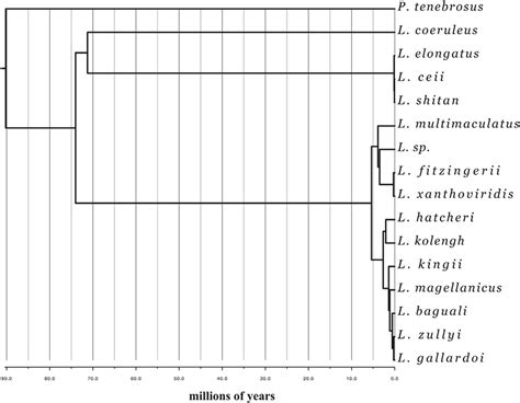Phylogenetic Relationships Among The Investigated Species Obtained By Download Scientific