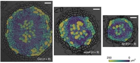Transcriptional Regulatory Framework For Vascular Cambium Development
