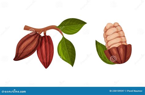Pod Of Theobroma Cacao With Cocoa Bean Inside As Aromatic Chocolate