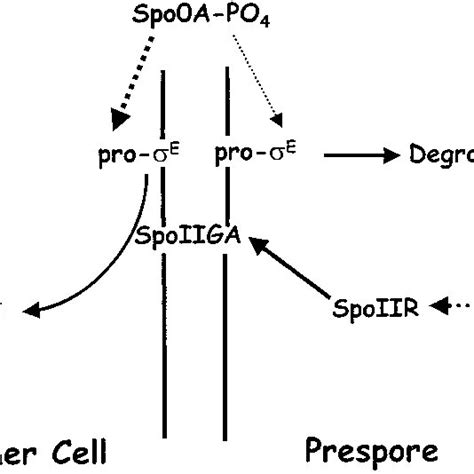 Schematic Representation Of The Stages Of Spore Formation A