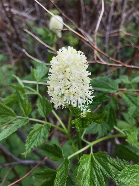 Baneberry Inland Nw Routes