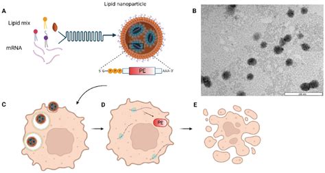 Schematic And Microscopic Representation Of Toxin Encoding Mmrna Loaded
