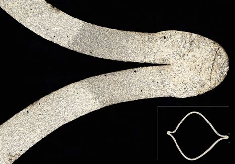 Microscopy Reveals The Granular Microstructure Of The Inflated Sample