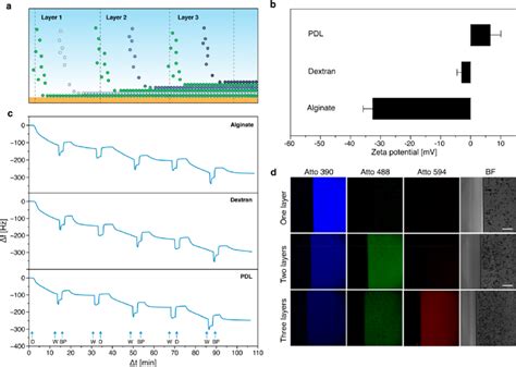 Verification Of Successful Coating Formation A Schematic