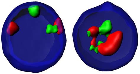 Stem Cells Feel The Force