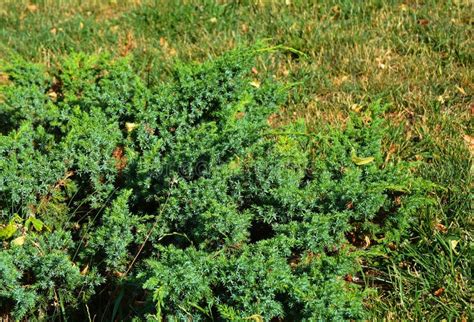 Green Juniper With Juniper Berry Juniperus Excelsa Or Greek Juniper