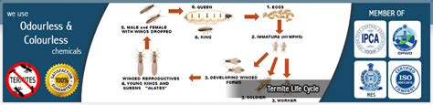 Best Termite Control Company Anti Termite Treatment In Delhi Ncr