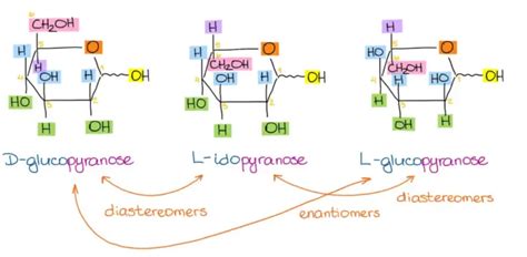 Haworth Projection Definition Characterisitcs Examples Biology