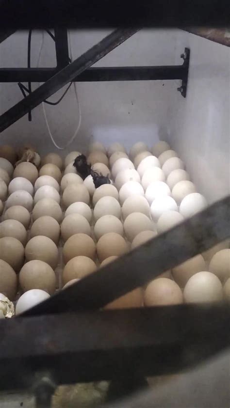 Local Chicken Hatching One News Page Video