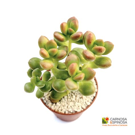 Sedum Lucidum Carnosa And Spinosa