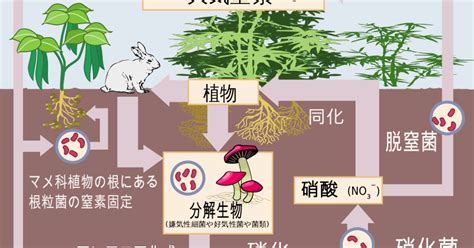 住吉めだか＊御神田の水〜オフィシャルブログ 自分の勉強不足を猛反省