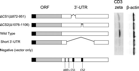 Cd3 ζ Defects In Systemic Lupus Erythematosus Annals Of The Rheumatic