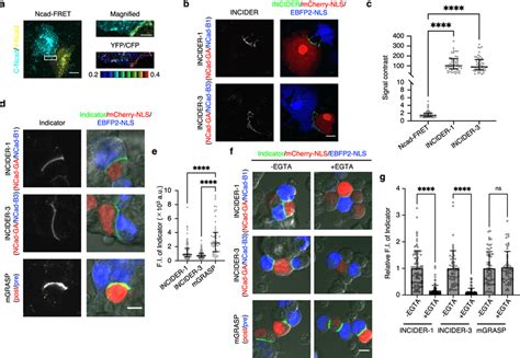 comparison between inciders and conventional indicators for cell cell
