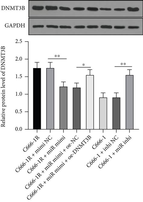 Mir 613 Increased Npc Cell Radiosensitivity By Inhibiting Dnmt3b A