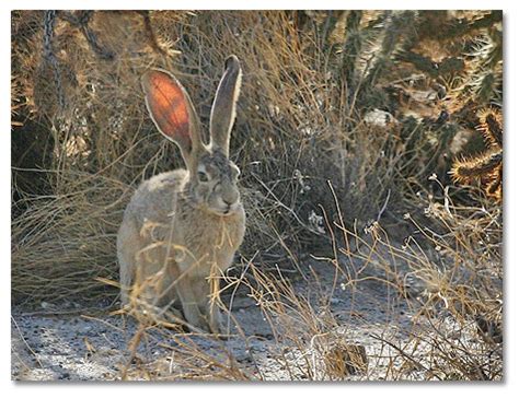 Foods Native Americans Of The Southwest