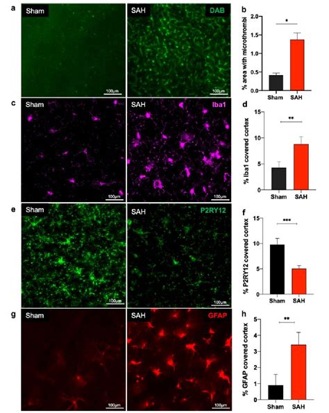 Figure 4 From Development And Validation Of Prechiasmatic Mouse Model