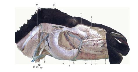 Vessels Diagram Quizlet