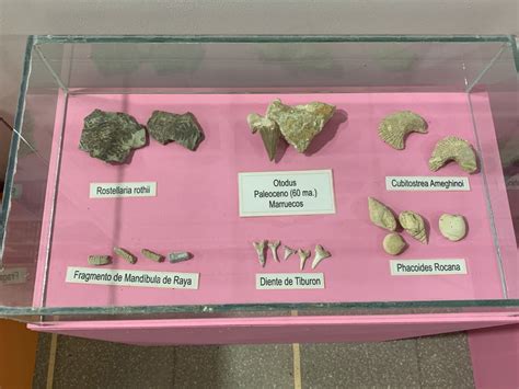 Marine Fossils Smithsonian Photo Contest Smithsonian Magazine