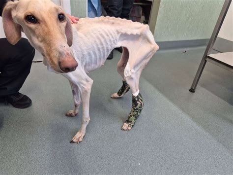 Animal Shelter Rescues Emaciated Dog Found Abandoned In A Ditch