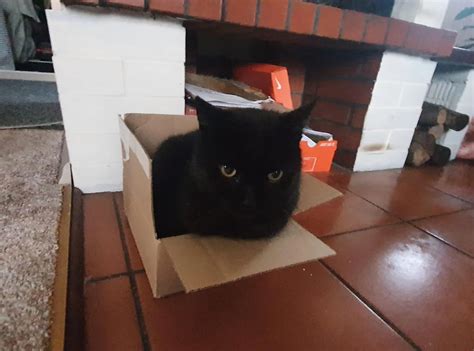 черный кот животные котэ прикольные картинки с кошками смешные картинки и другие