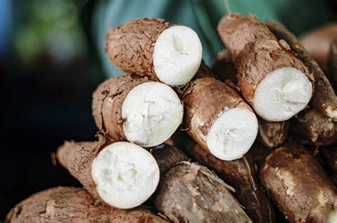 Cassava Colombias Hidden Treasure On The Path To Bioplastic