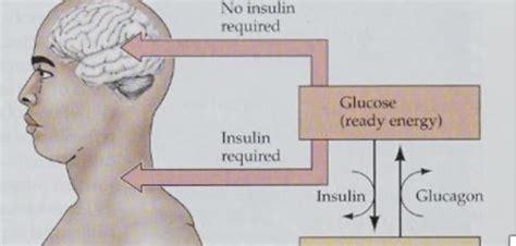 Biopsychology Seminar 6 Immunitary System And Digestion Flashcards