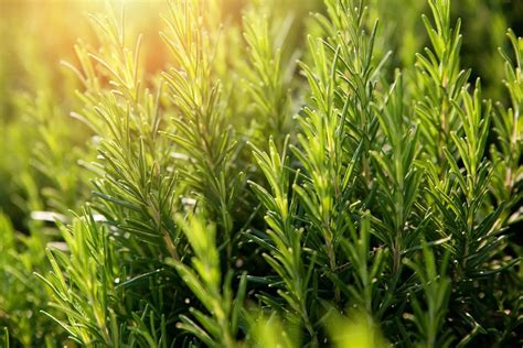 Plantas Trazem Vida Aos Ambientes E S O Cultivadas No Mundo Todo