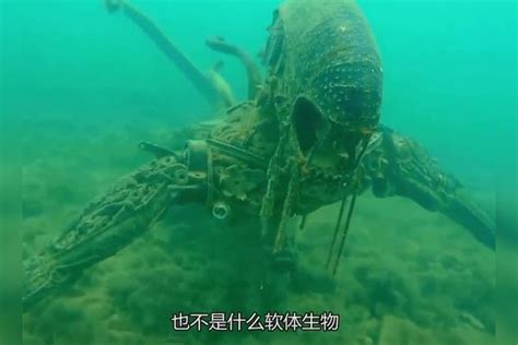 潜水员下海寻宝，意外发现神秘外星生物，靠近一看哭笑不得！生物潜水员