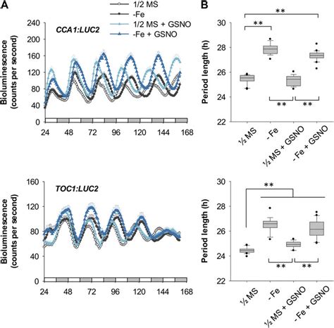 Effect Of GSNO A CCA1 LUC2 And TOC1 LUC2 Reporter Plants Were Grown