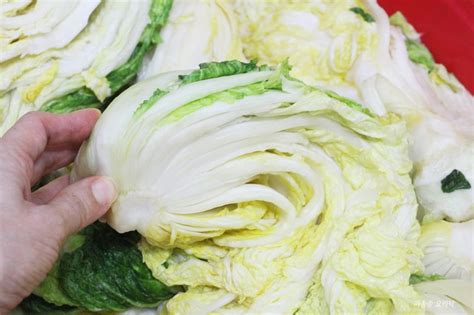 배추절이기 배추절이는 시간