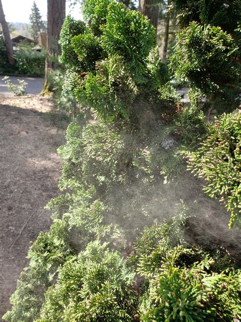 Tree Pollen For The Love Of Trees LLC For The Love Of Trees LLC