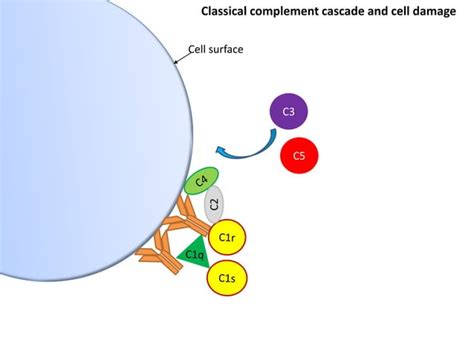 Complement Cascade Pptx