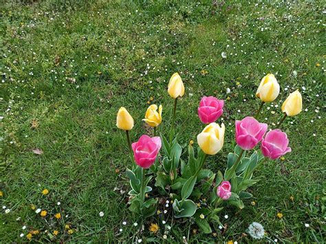Tulips Grass Flowers Free Photo On Pixabay