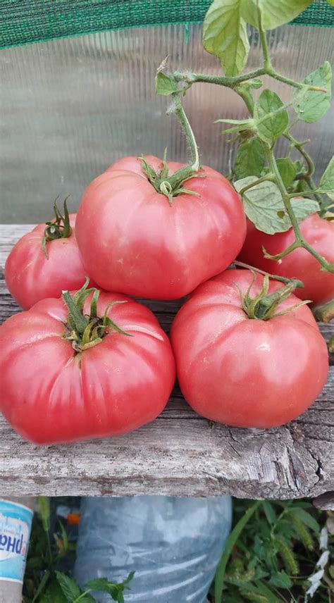 КемиФарм Плюс Chemyfarm Plus