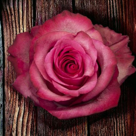 Lola The Rose Solutions