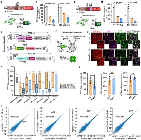 Multiplexed Genome Regulation In Vivo With Hyper Efficient Cas A PMC