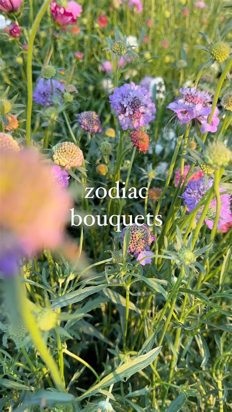 Red Deer Flower Farmer Taylor Corrigal For Your Seasonal Depression Red Deer Flower Farm